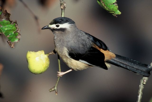 White eared sibia - Alchetron, The Free Social Encyclopedia